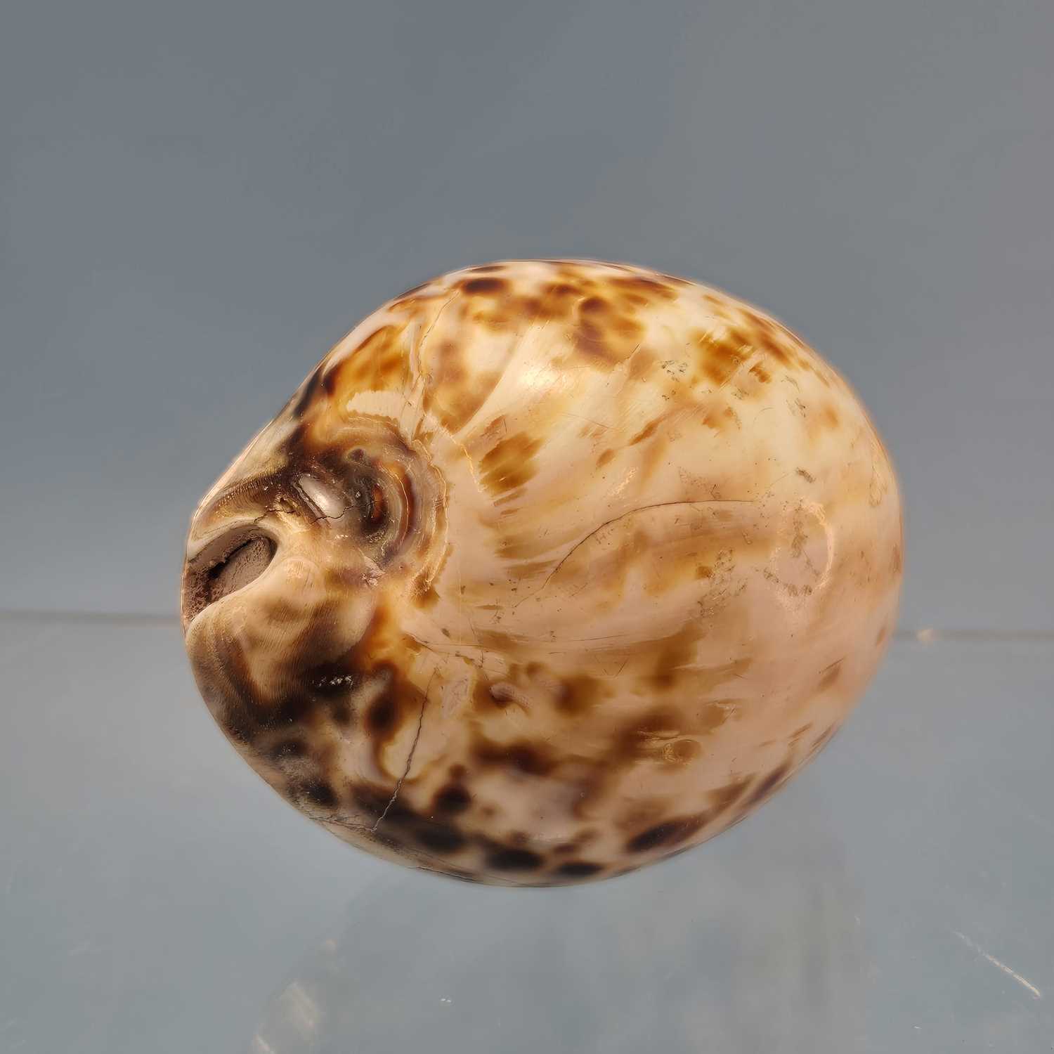 Lot 1237 - A George III, 18th-century rare cowrie