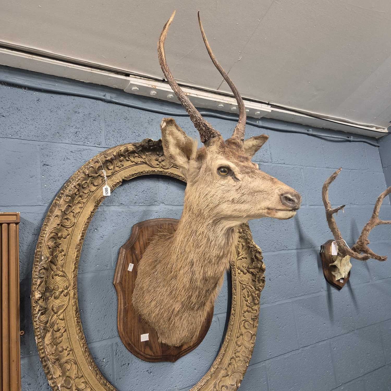 Lot 1129 - A taxidermy stags head mounted on an oak
